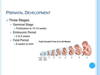 290 prenatal developmentppt | PPTX