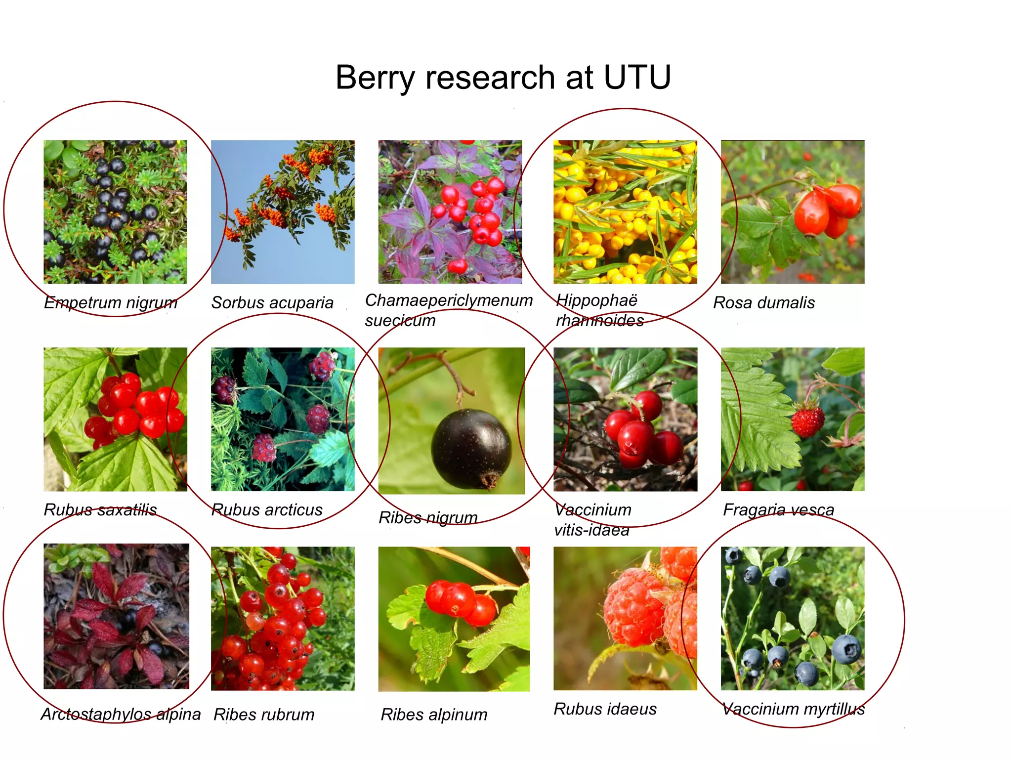 Health effects and special features of Nordic berries and birch sap ...