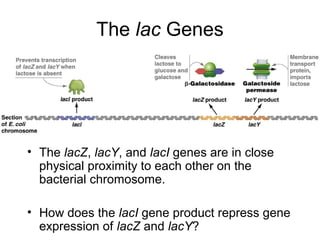 29 105 fa13 control of gene expression prokaryotes skel | PPT