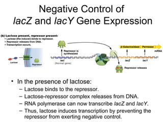 29 105 fa13 control of gene expression prokaryotes skel | PPT