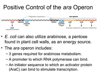 29 105 fa13 control of gene expression prokaryotes skel | PPT