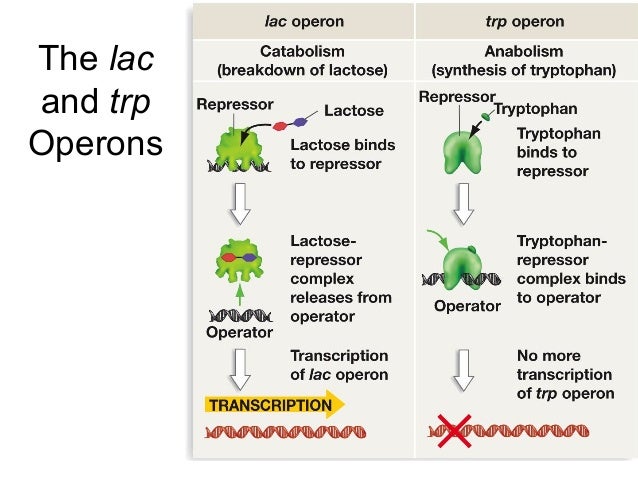 29 105 fa13 control of gene expression prokaryotes skel