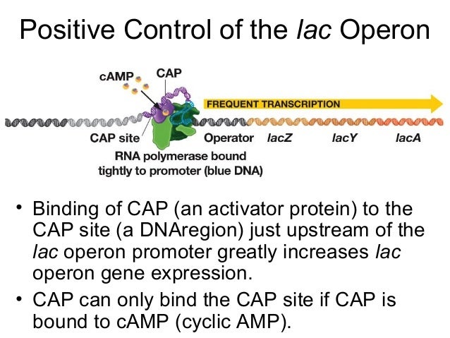 29 105 fa13 control of gene expression prokaryotes skel