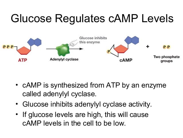 29 105 fa13 control of gene expression prokaryotes skel