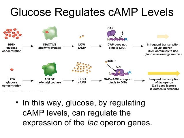 29 105 fa13 control of gene expression prokaryotes skel