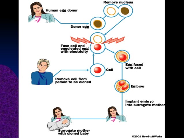 About human cloning and about its effects and ethical issues | PPT
