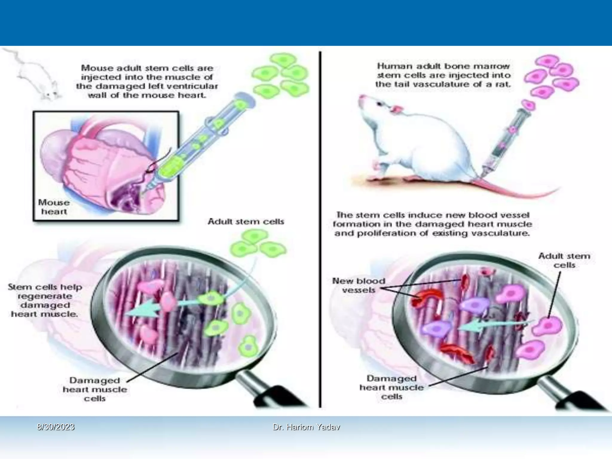 29141.ppt stem cell technology | PPT