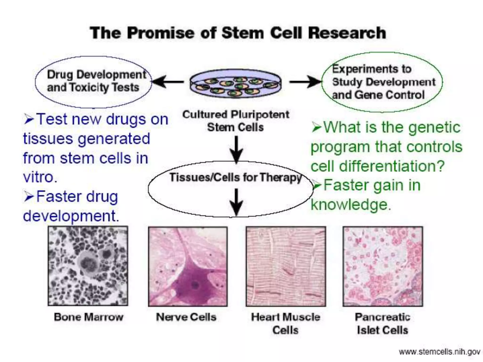 29141.ppt stem cell technology | PPT