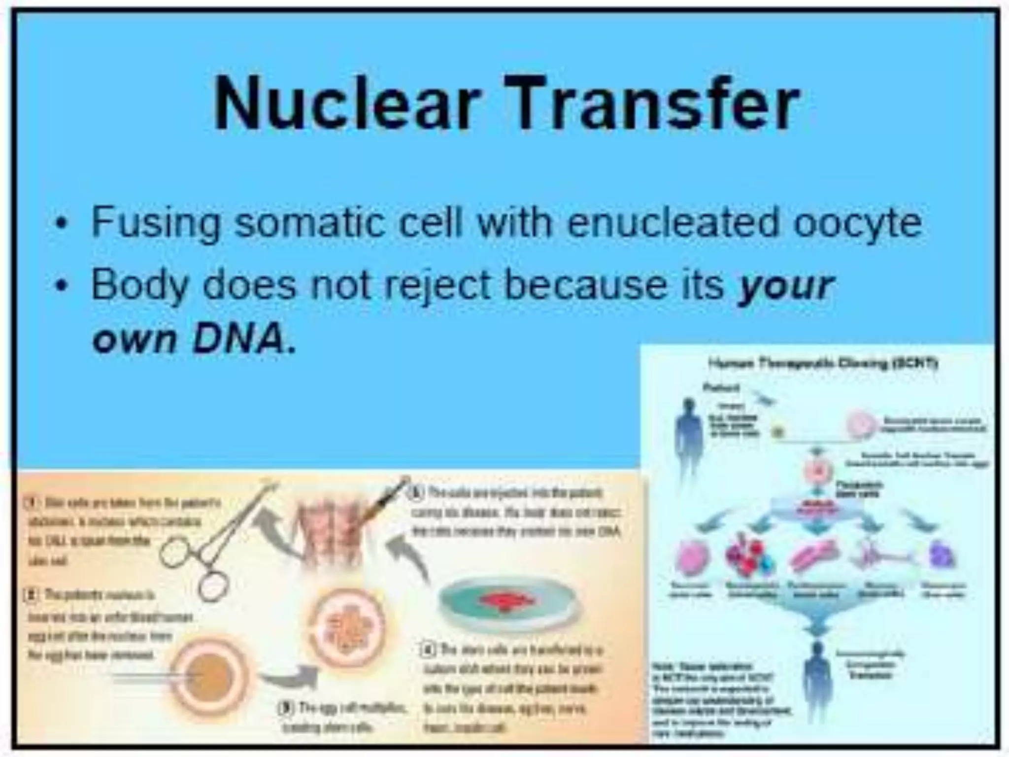 29141.ppt stem cell technology | PPT
