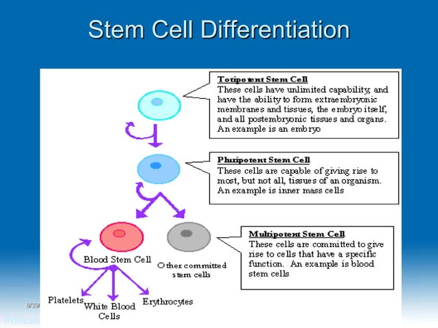 29141.ppt stem cell technology | PPT