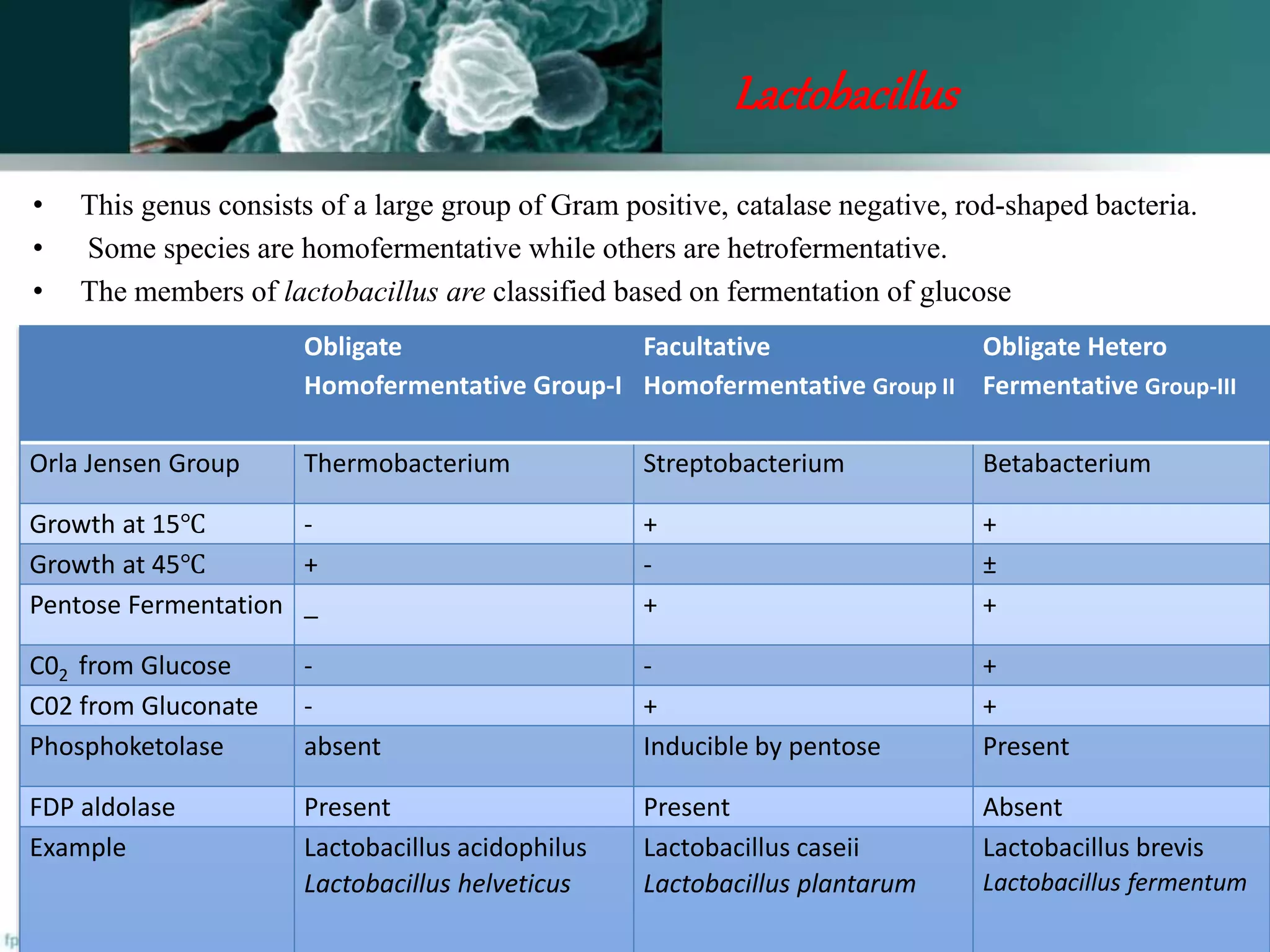 Starter Culture | PPTX