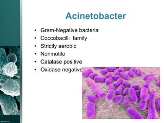 acinobacter & ecoli | PPT