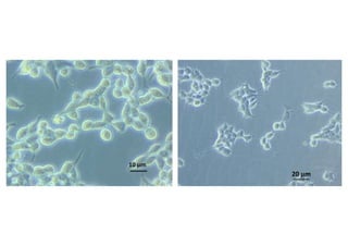 293T Cell Line | PDF | Biological Sciences | Science