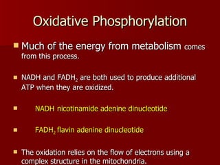 29748758 metabolisme-suhu | PPT | Chemistry | Science