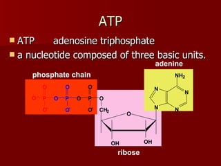 29748758 metabolisme-suhu | PPT | Chemistry | Science