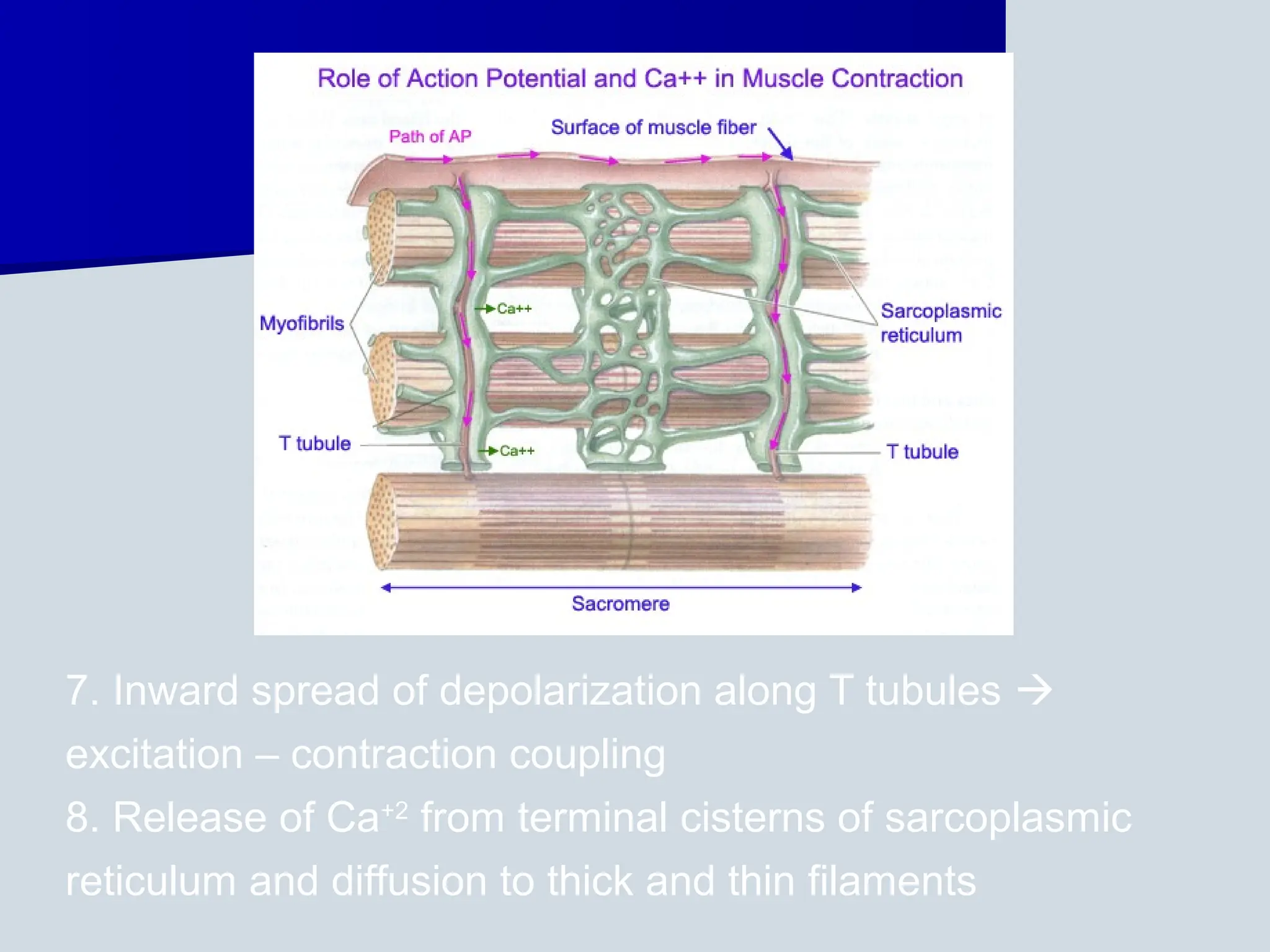 297837625-Mechanism-of-Muscle-Contraction.pdf