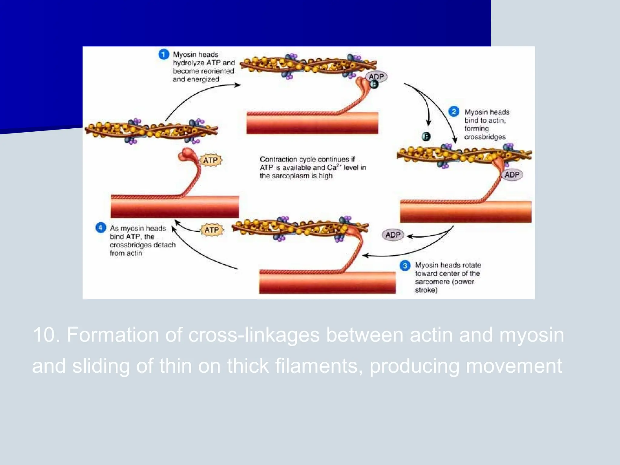 297837625-Mechanism-of-Muscle-Contraction.pdf