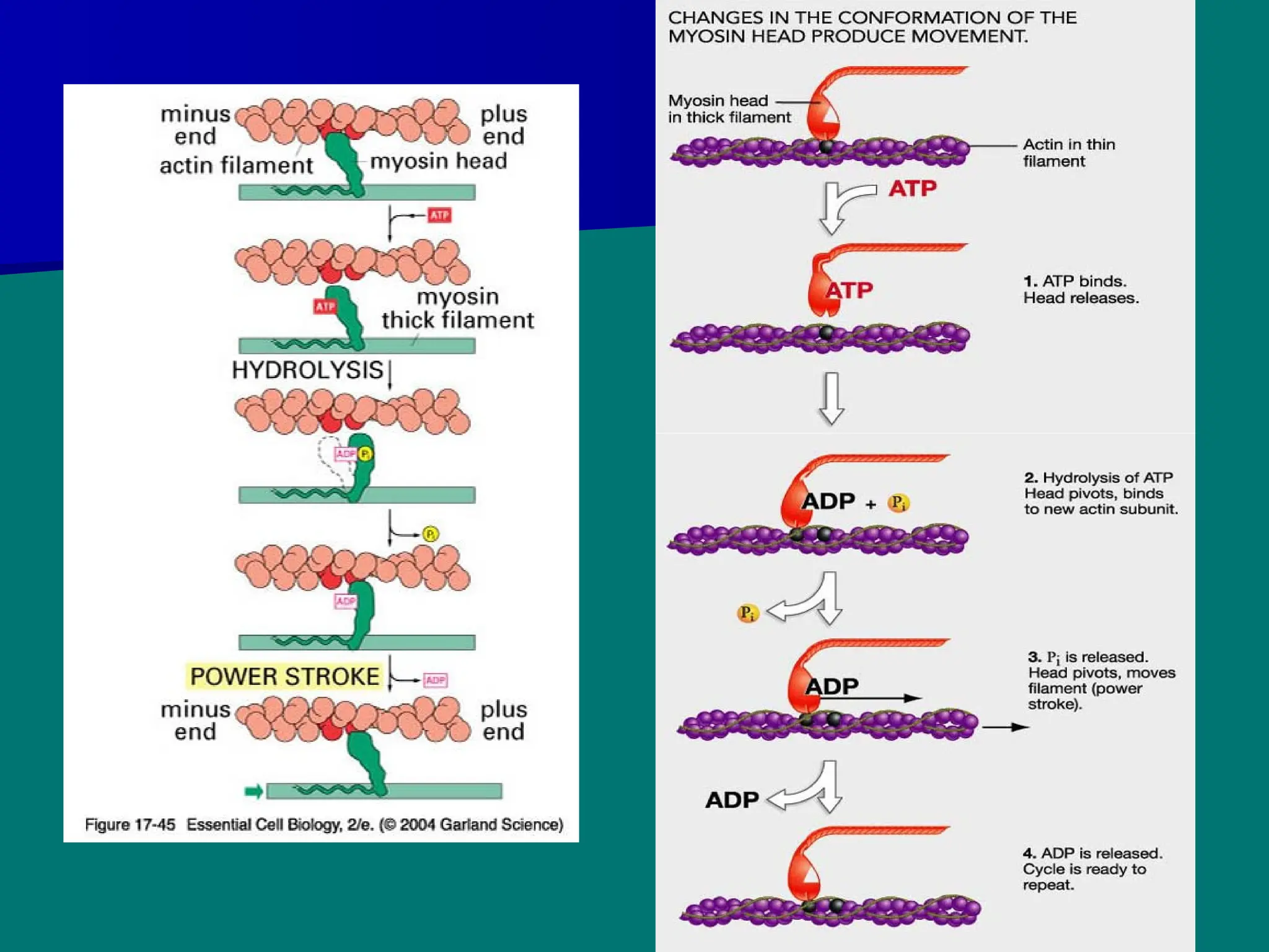 297837625-Mechanism-of-Muscle-Contraction.pdf