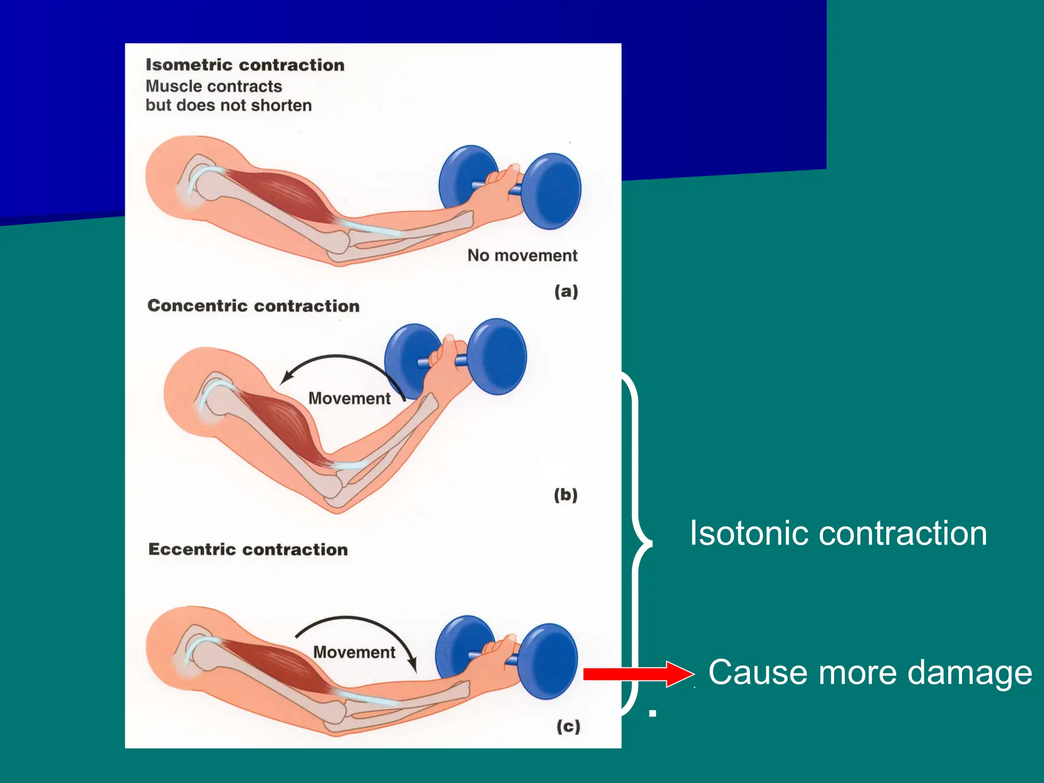 297837625-Mechanism-of-Muscle-Contraction.pdf