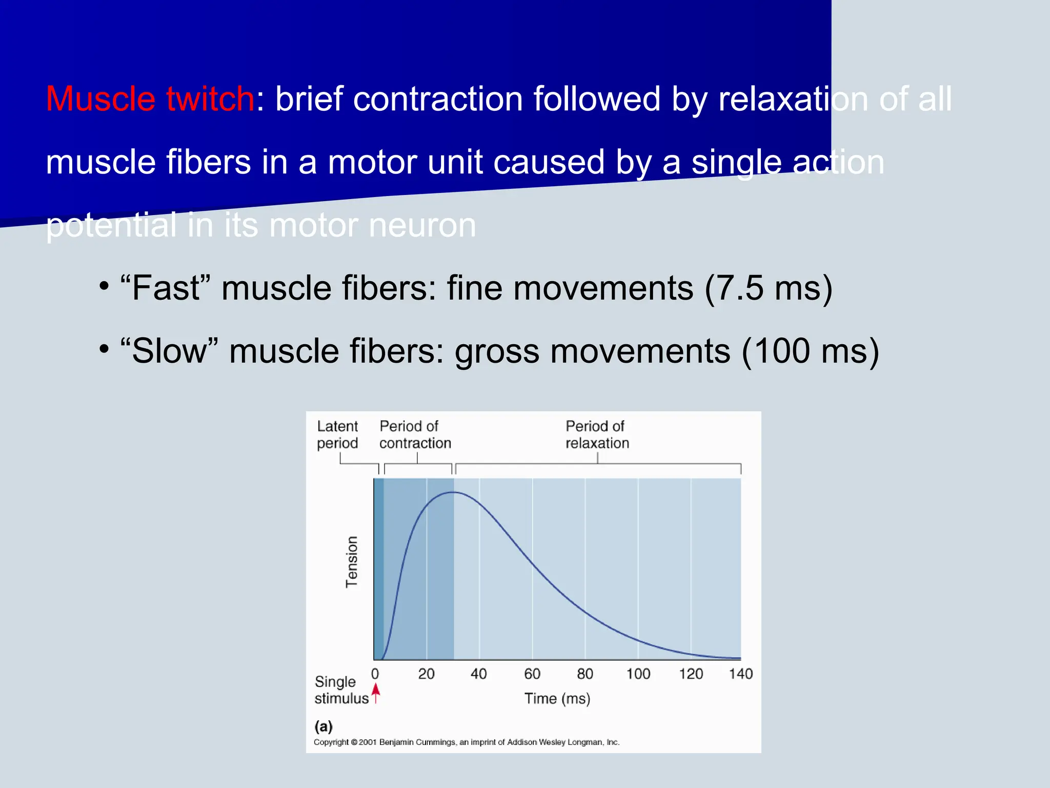 297837625-Mechanism-of-Muscle-Contraction.pdf