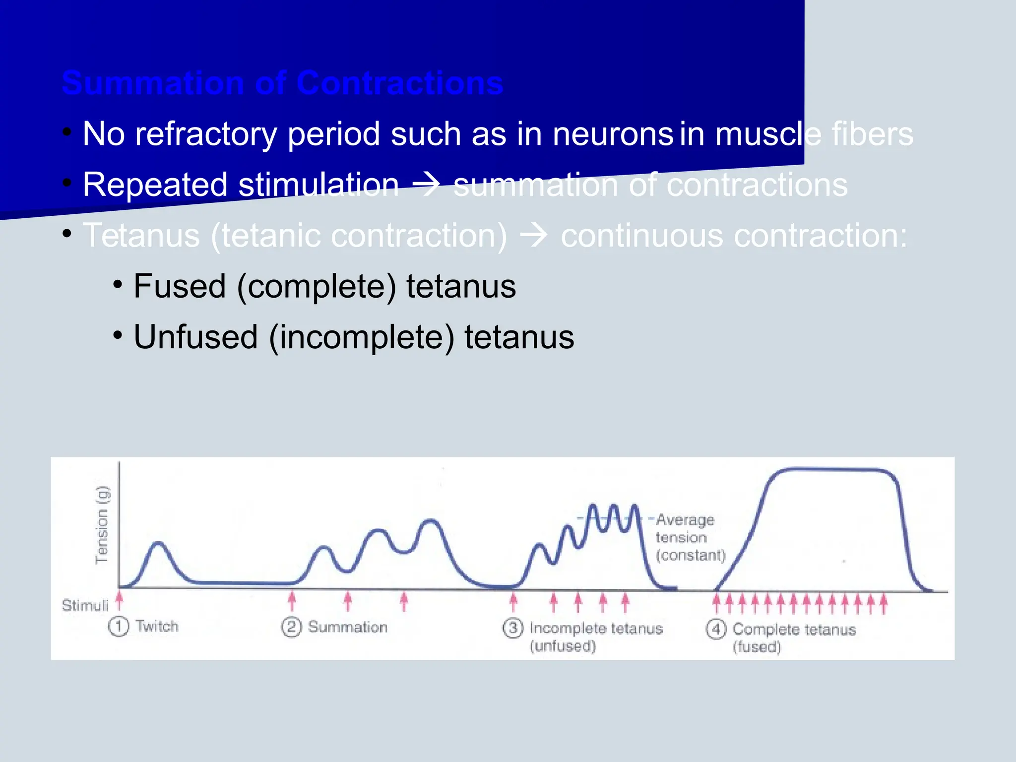 297837625-Mechanism-of-Muscle-Contraction.pdf
