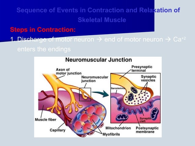 297837625-Mechanism-of-Muscle-Contraction.pdf