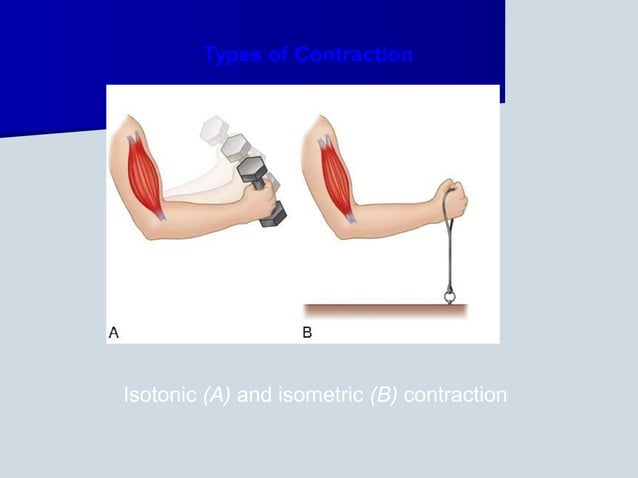 297837625-Mechanism-of-Muscle-Contraction.pdf