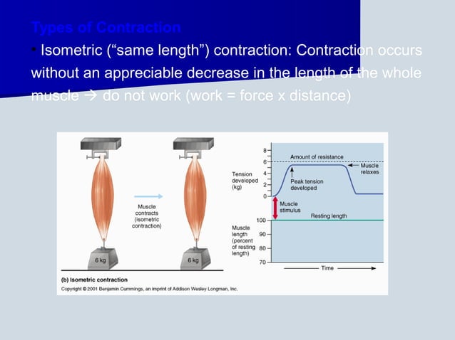 297837625-Mechanism-of-Muscle-Contraction.pdf