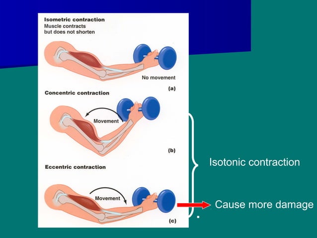 297837625-Mechanism-of-Muscle-Contraction.pdf