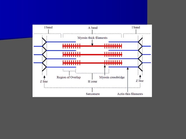 297837625-Mechanism-of-Muscle-Contraction.pdf