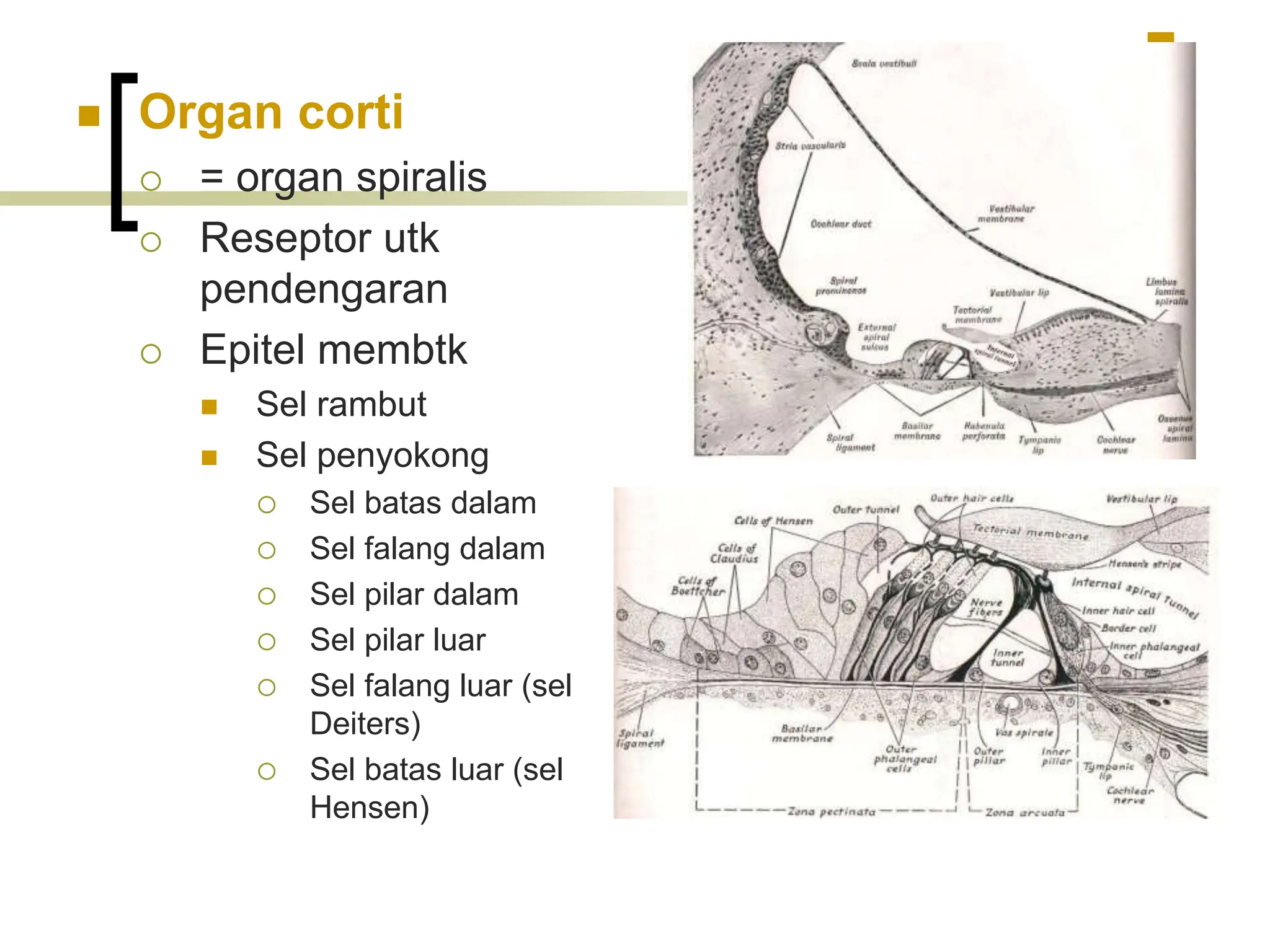 298411631-HISTOLOGI-TELINGA.ppt