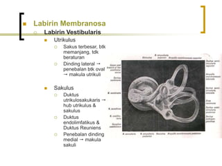 298411631-HISTOLOGI-TELINGA.ppt