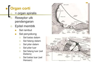 298411631-HISTOLOGI-TELINGA.ppt