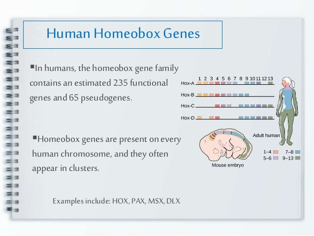Embryonal Homeobox Genes