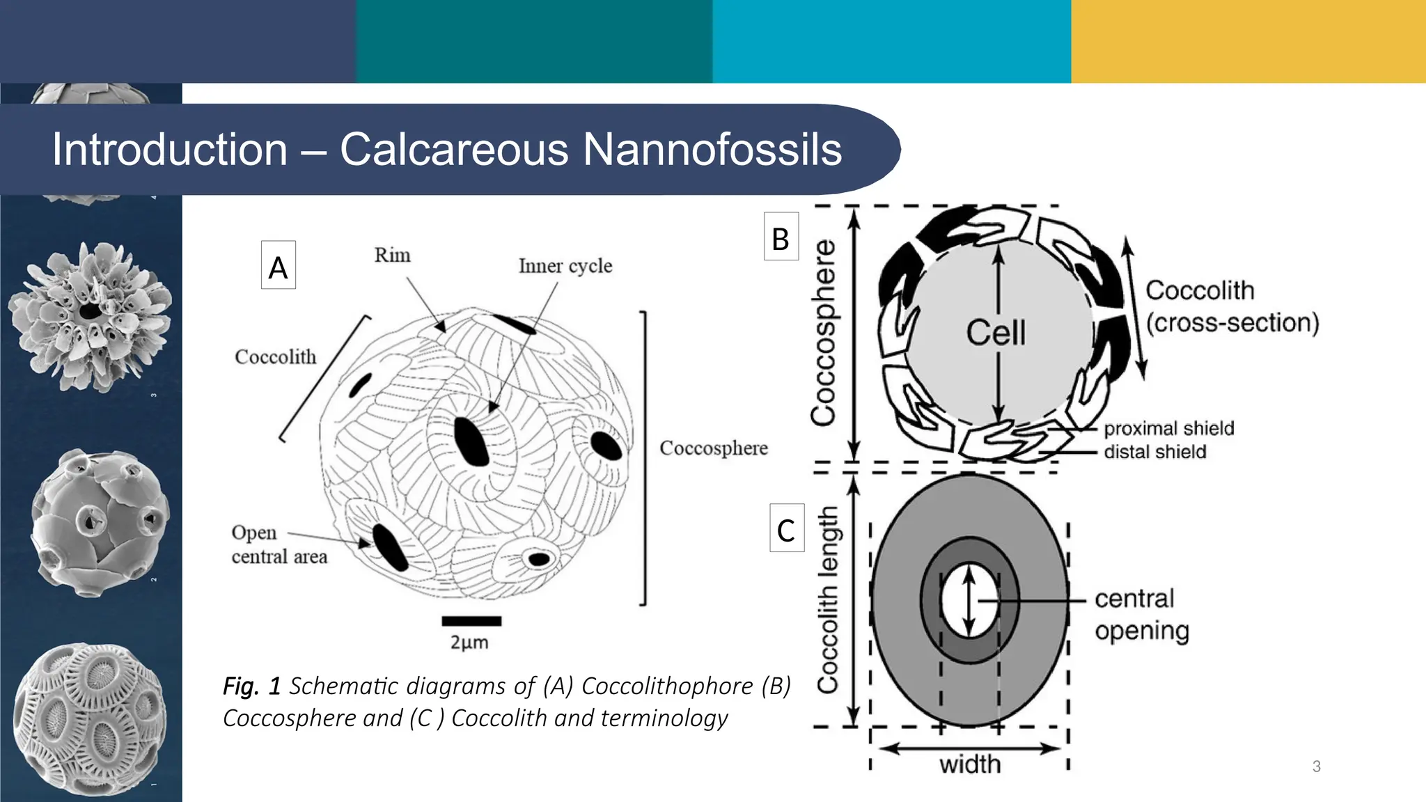 Calcareous nannofossils in Northern Indian Ocean.pptx
