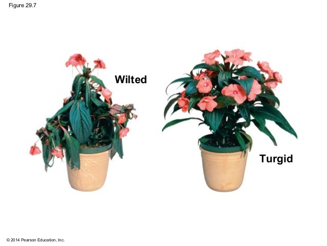 Biology in Focus - Chapter 29