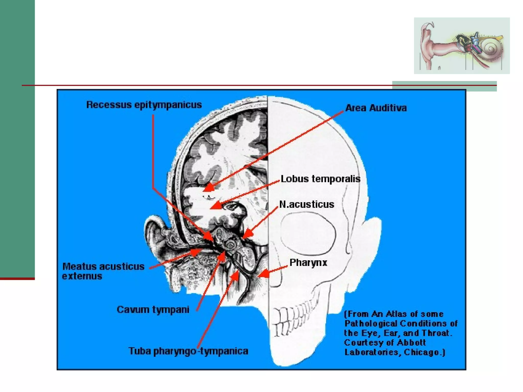 2(a) anatomy and physiology of the peripheral and central auditory ...