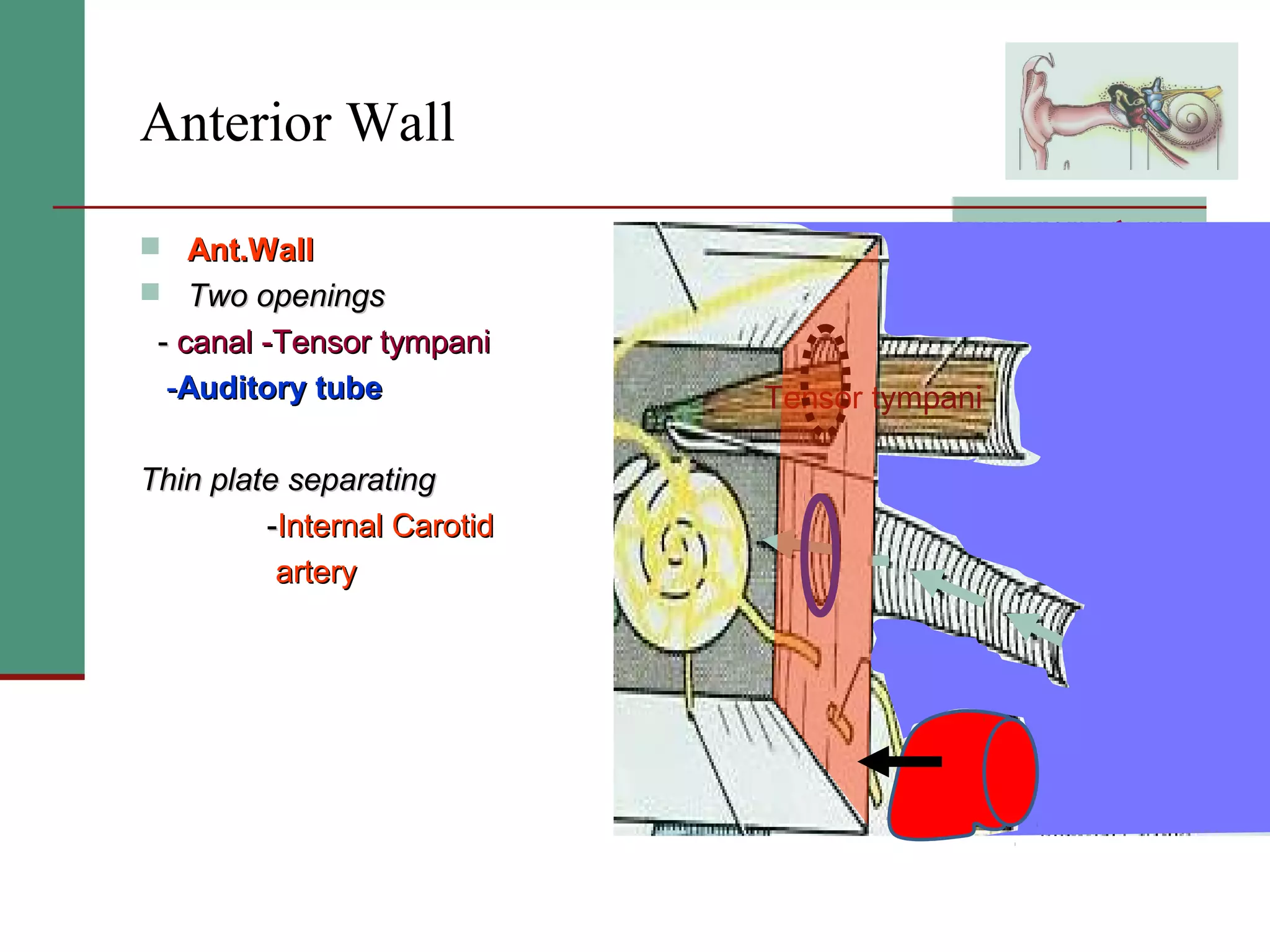 2(a) anatomy and physiology of the peripheral and central auditory ...