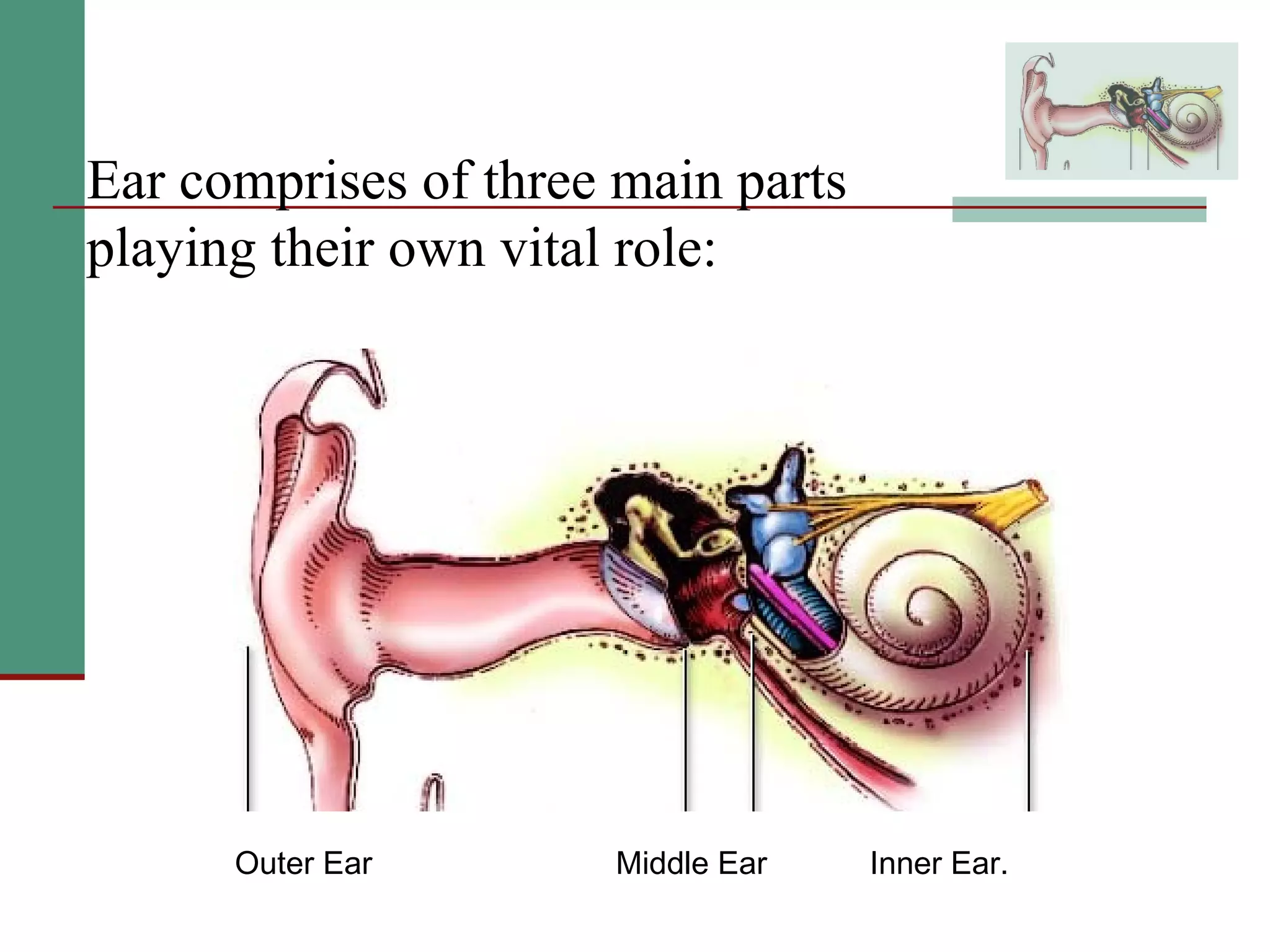 2(a) anatomy and physiology of the peripheral and central auditory ...