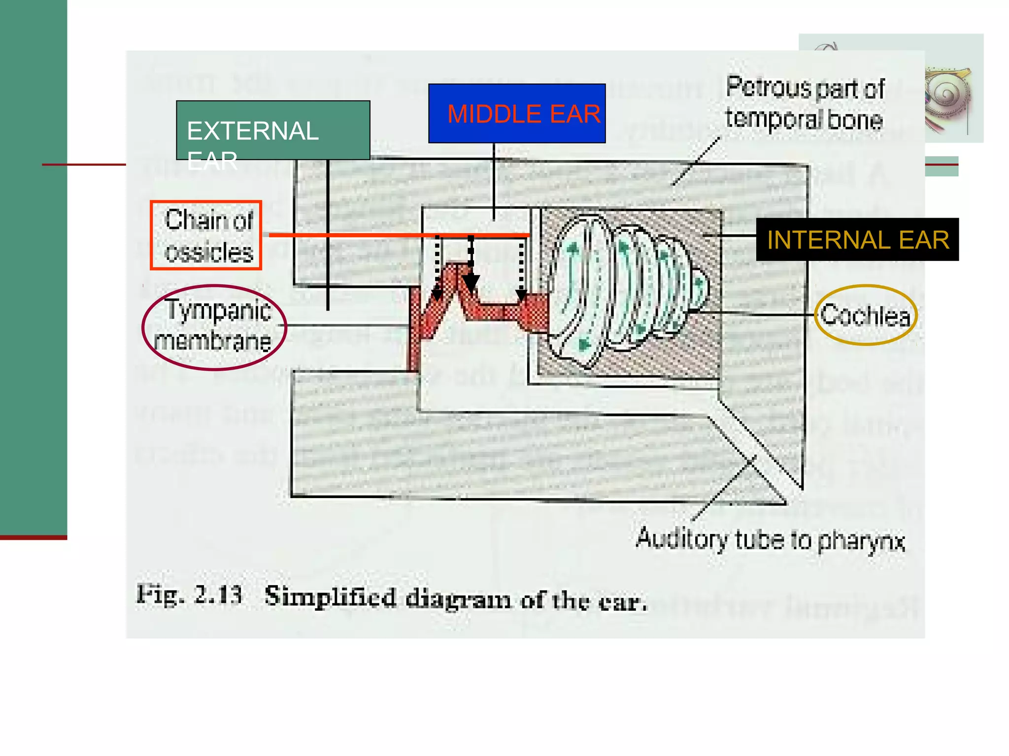 2(a) anatomy and physiology of the peripheral and central auditory ...