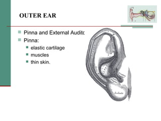 2(a) anatomy and physiology of the peripheral and central auditory ...