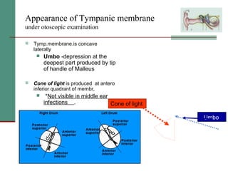 2(a) anatomy and physiology of the peripheral and central auditory ...
