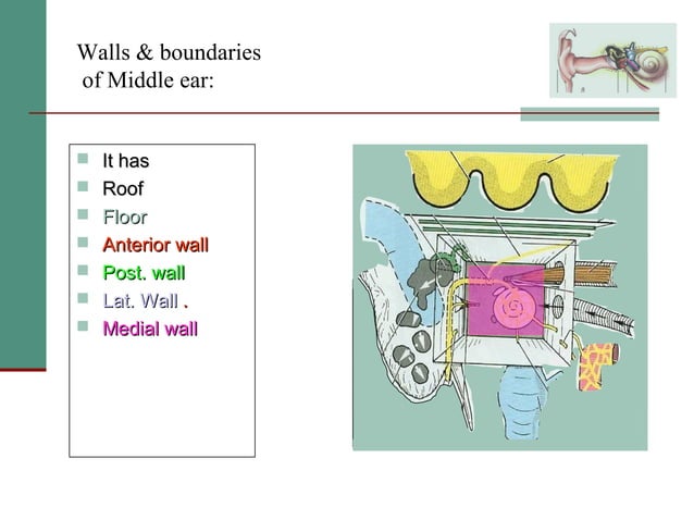 2(a) anatomy and physiology of the peripheral and central auditory ...