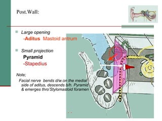2(a) anatomy and physiology of the peripheral and central auditory ...