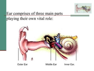 2(a) anatomy and physiology of the peripheral and central auditory ...