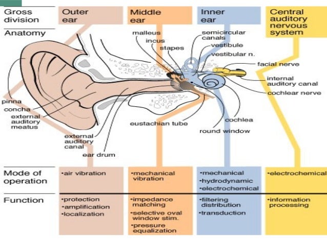 2(a) anatomy and physiology of the peripheral and central audito…