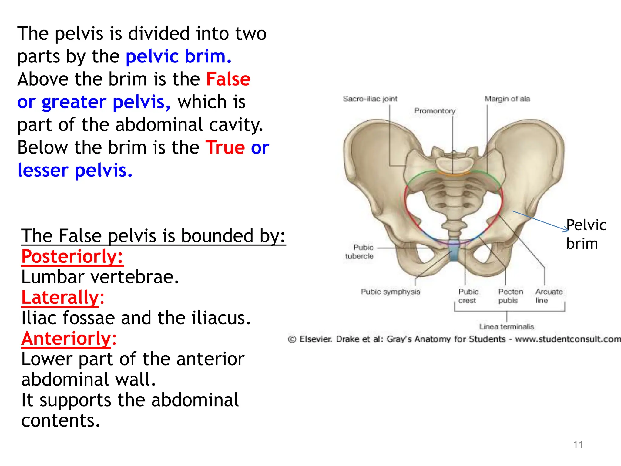 2 Abdomen and Pelvis.pptx111111111111111111111111 | PPTX