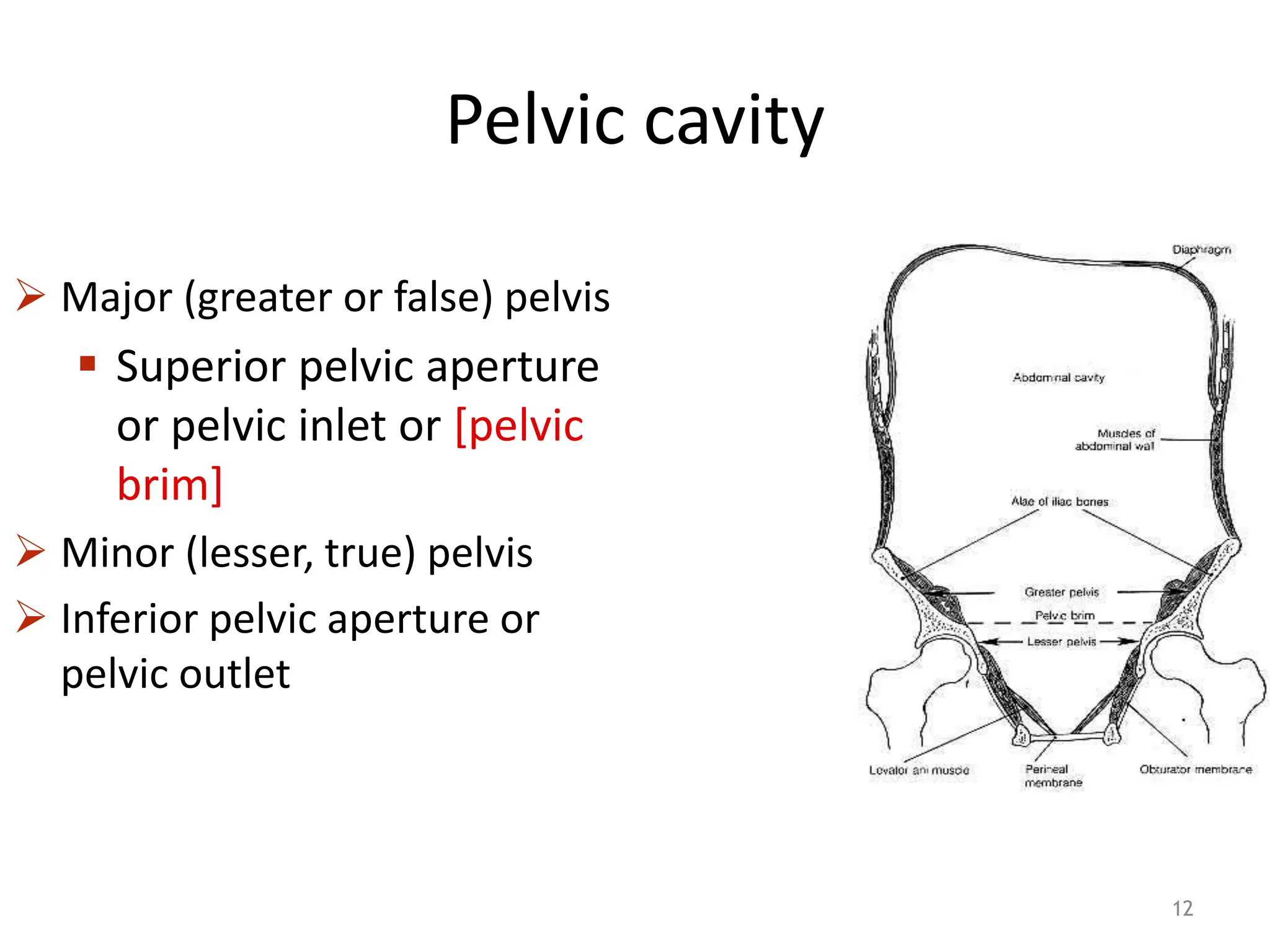 2 Abdomen and Pelvis.pptx111111111111111111111111 | PPTX