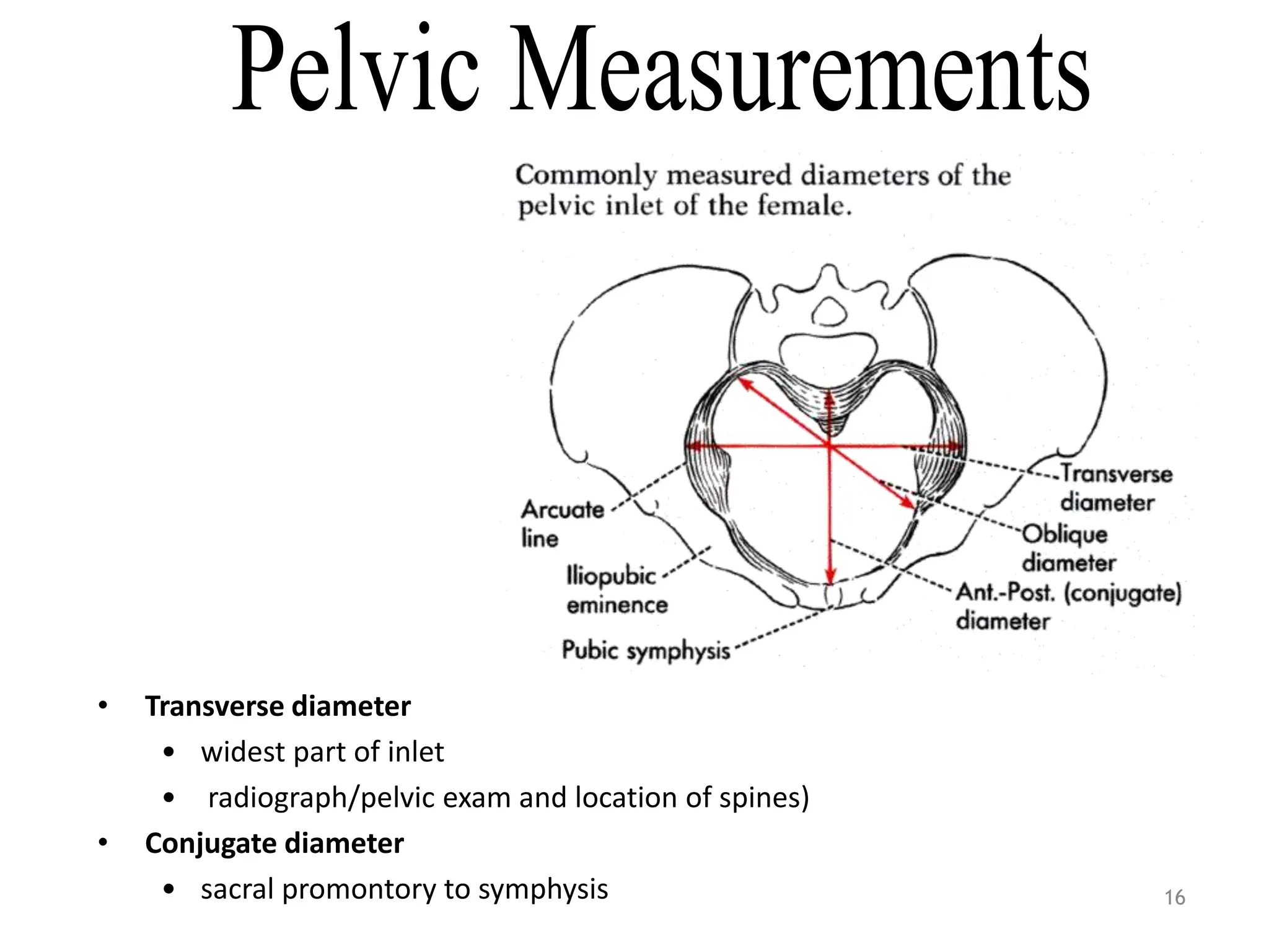 2 Abdomen and Pelvis.pptx111111111111111111111111 | PPTX