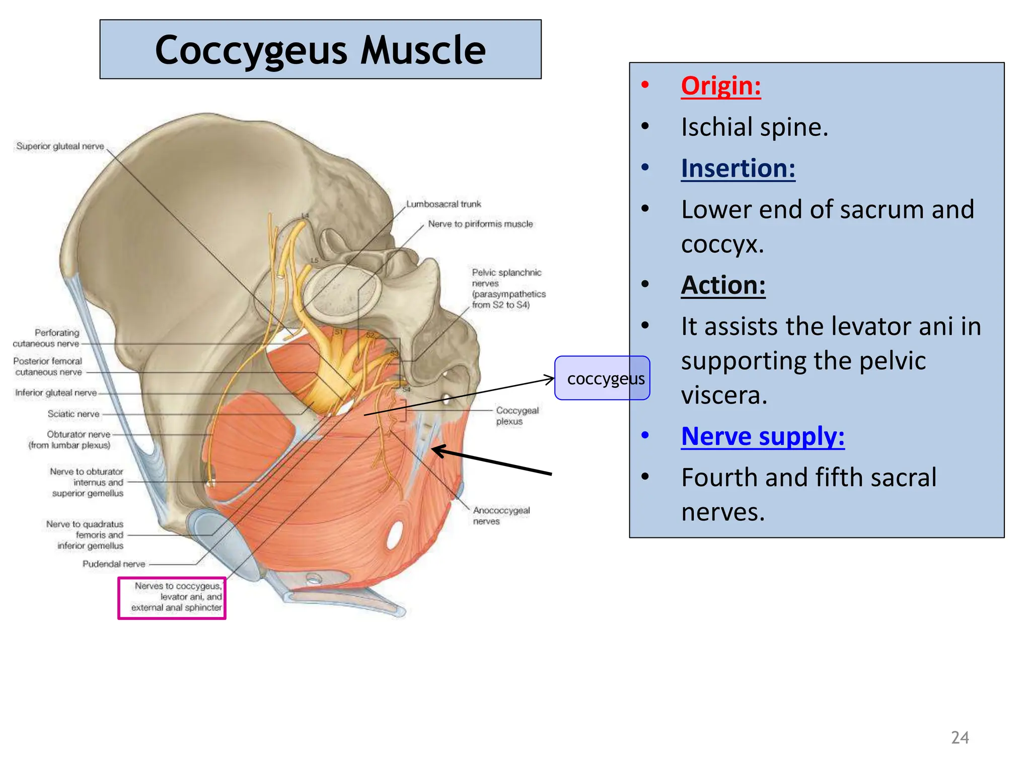 2 Abdomen and Pelvis.pptx111111111111111111111111 | PPTX